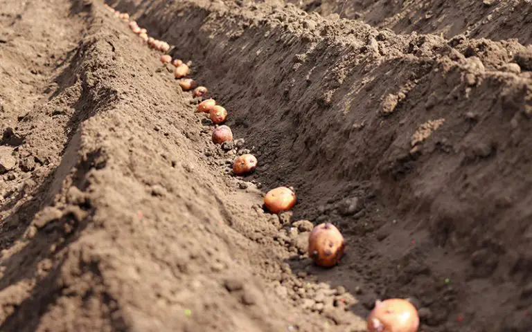 How to Plant Potatoes: A Simple Guide for Beginners